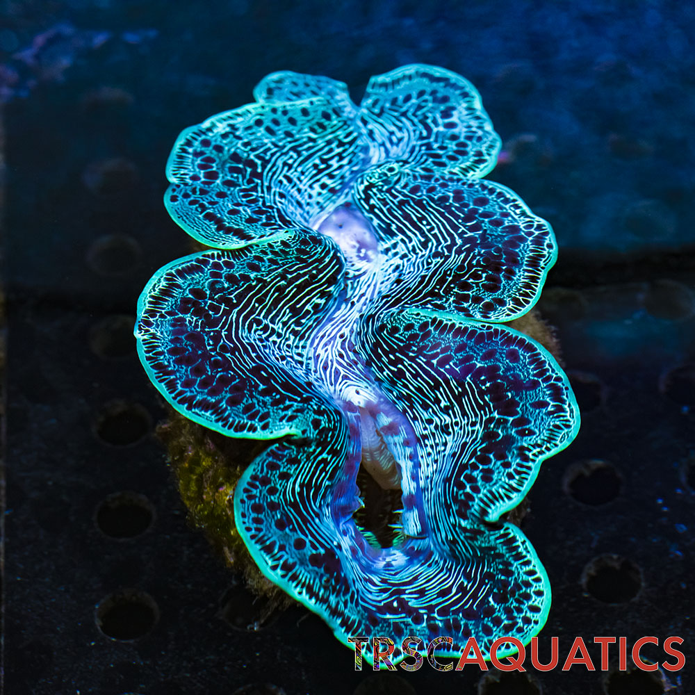 Frag Shop • TRSC Aquatics