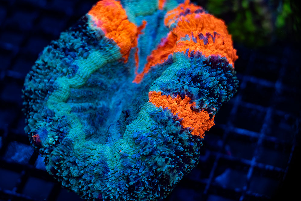 The Best Live Corals Online :: TRSC Aquatics