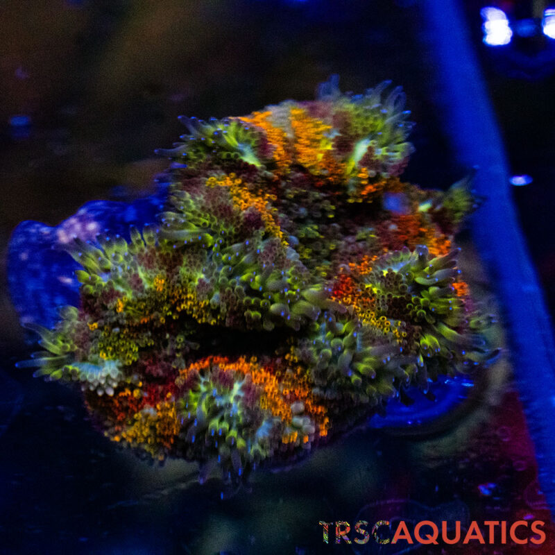 Anemones • TRSC Aquatics