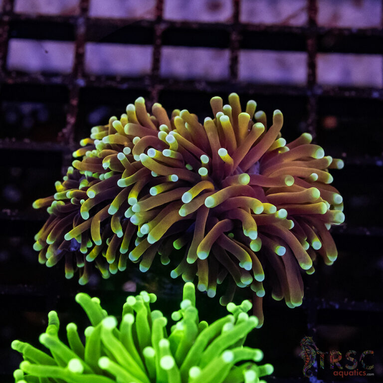 Hellfire Torch J07 • TRSC Aquatics